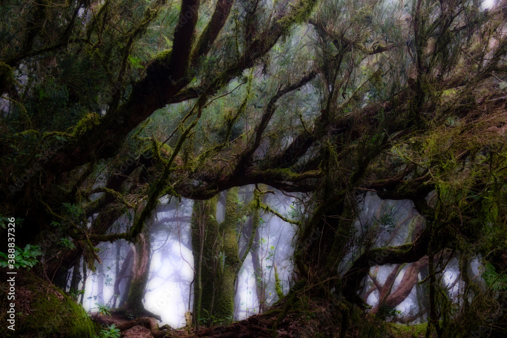 Inside Forest, Magical Ambience Of Anaga mountains foggy Forest ...