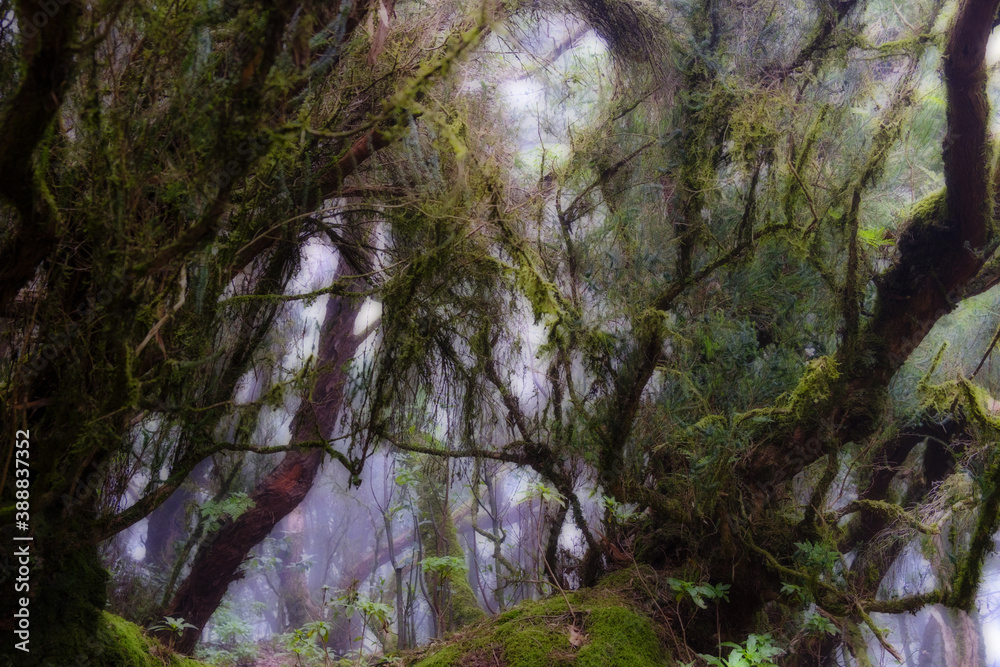 Inside Forest, Magical Ambience Of Anaga mountains foggy Forest ...
