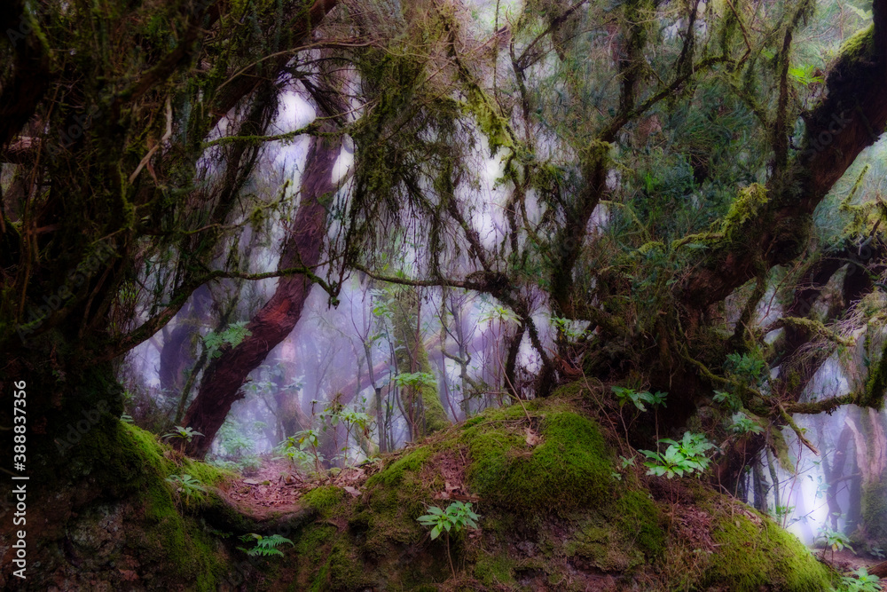 Inside Forest, Magical Ambience Of Anaga mountains foggy Forest ...