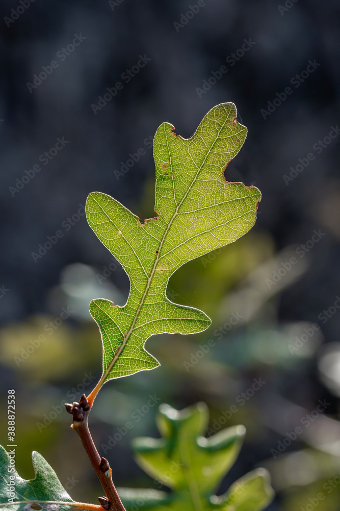 Foto de Visible cells between the reticulate venation of a pinnately ...