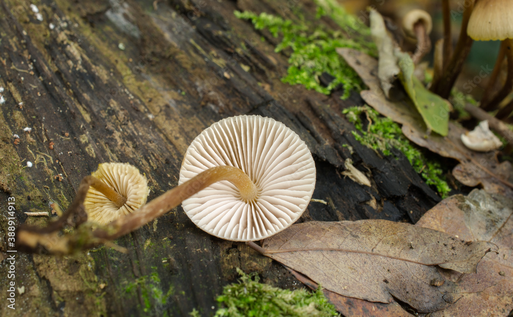 The gill structure of the mushroom known as the clustered bonnet or ...