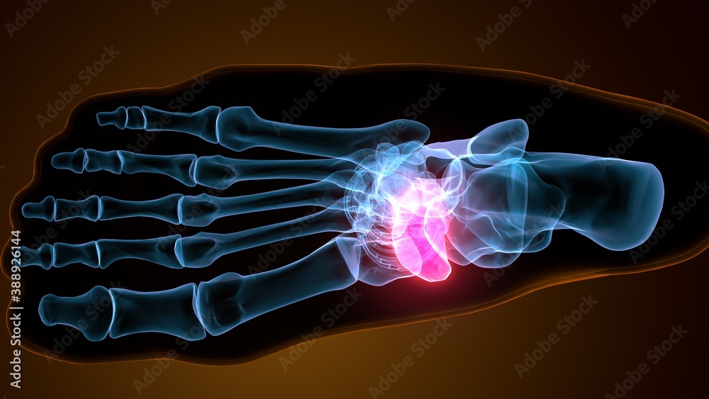 3d illustration of the skeleton foot navicular bone Stock Illustration ...