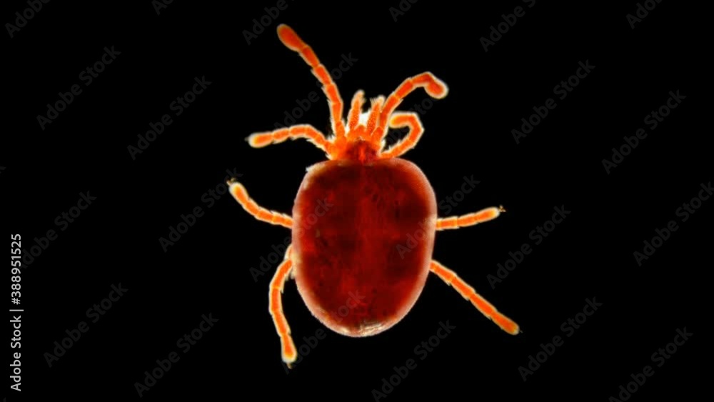 velvet Acari (mite) Trombidiidae under a microscope, order Prostigmata ...