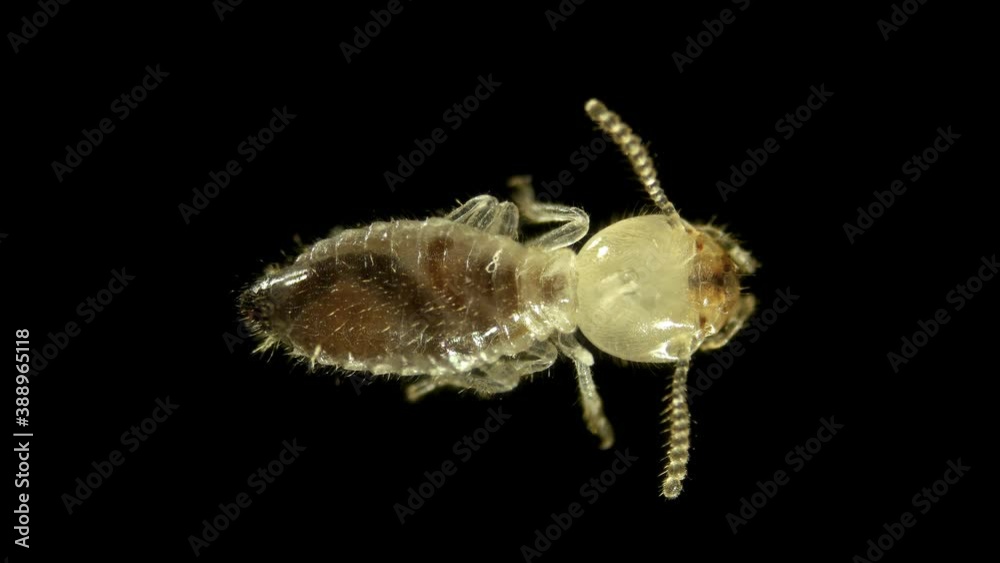 Termite (Isoptera) Reticulitermes speratus under a microscope, family ...
