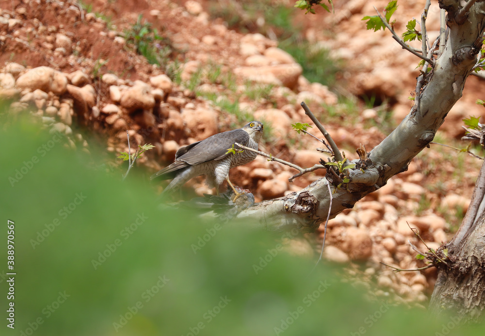 Eurasian Sparrowhawk diurnal bird of prey hunting small dove on forest ...