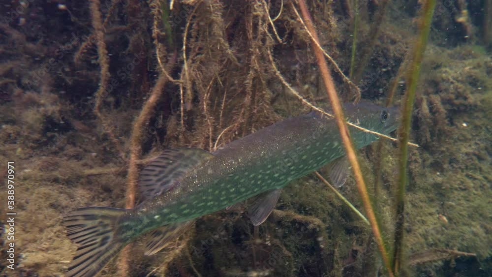 Adventurous footage of active wild pike in nature habitat. Huge water ...