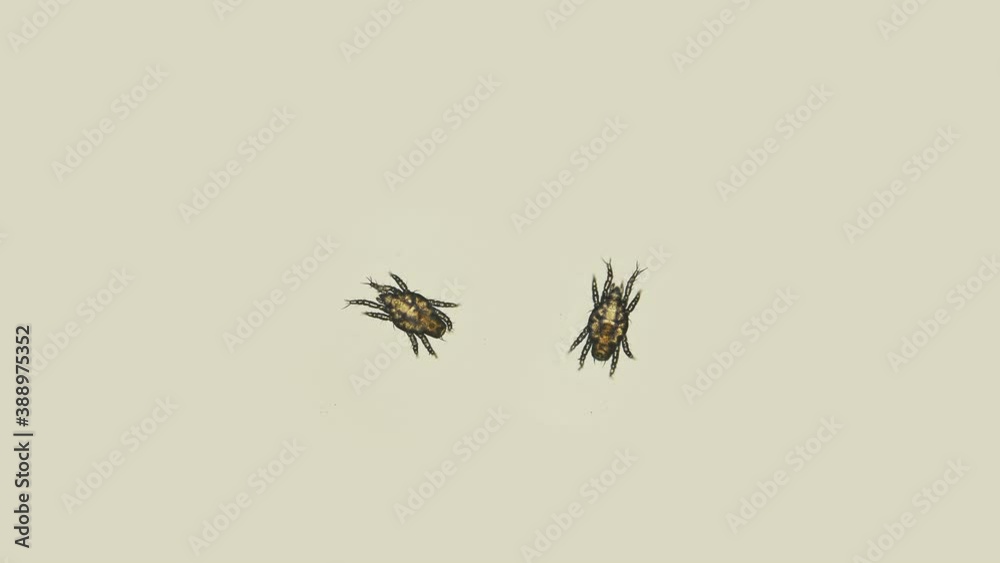 Acari (mite) of the family Tydeidae under a microscope, Order ...