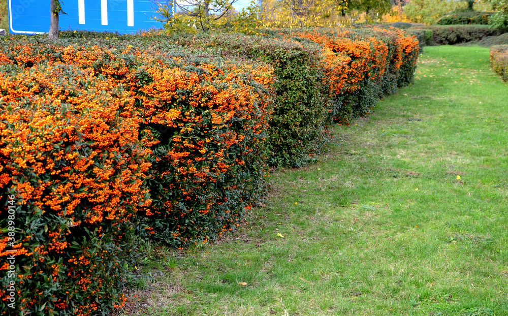 Pyracantha ( firethorn ) attractive orange berries and utumn rain ...