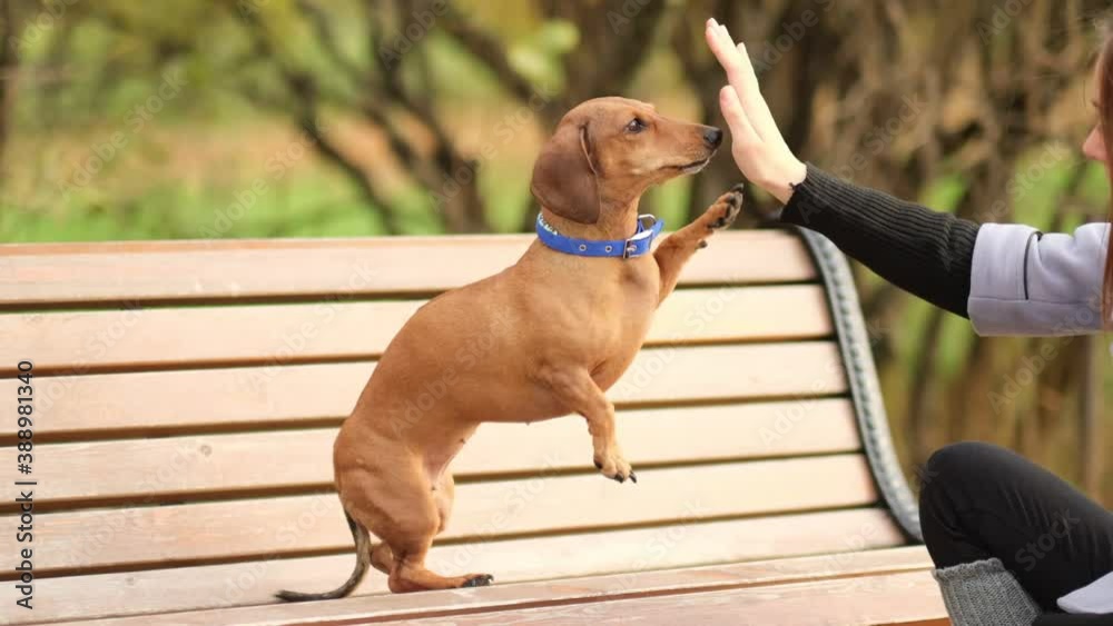 handshake between woman and pretty small dog. High Five teamwork ...