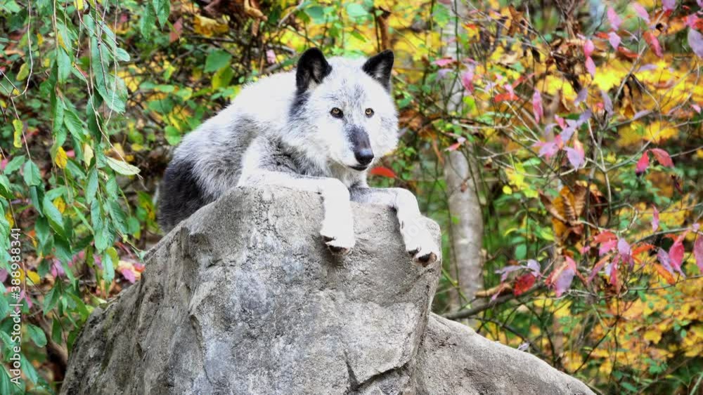 Video Stock A Northern Rocky Mountain Gray Wolf (Canis lupus irremotus ...