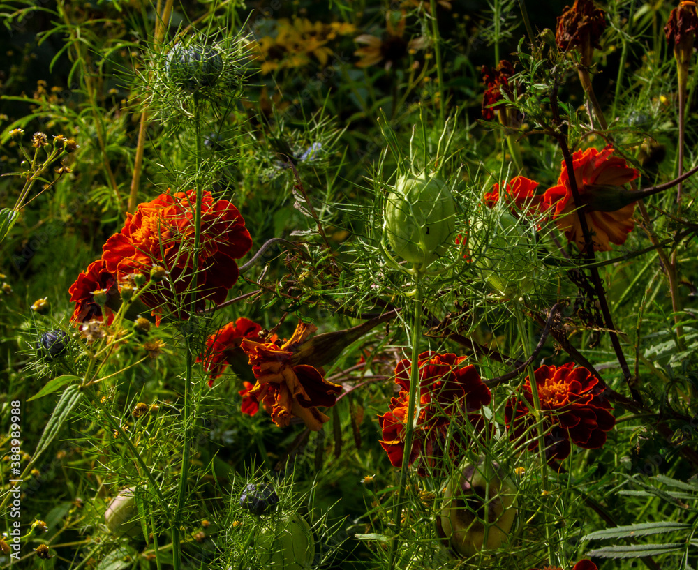 Marigolds and faded nigella Marigolds and nigella seeds ripening in ...