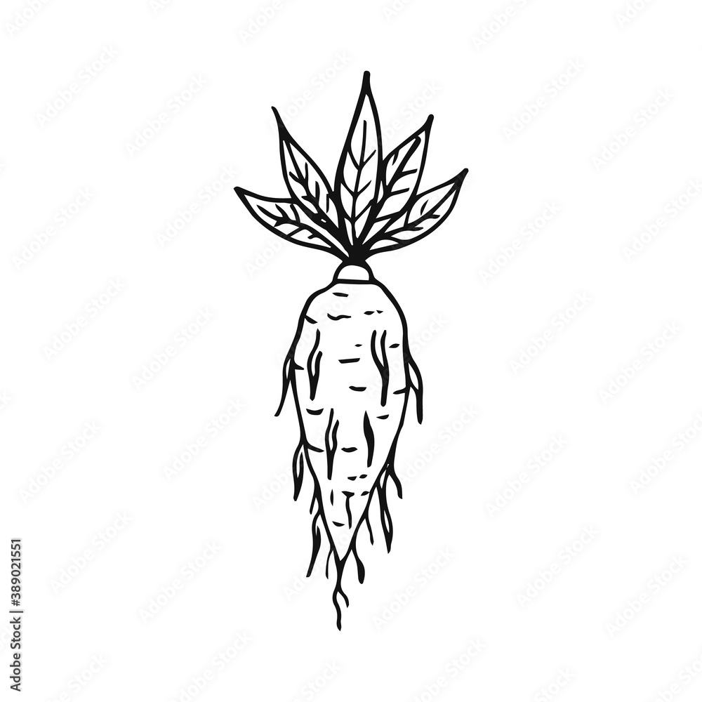 Magic mandrake. Vector linear illustration. Hand drawn magic tools ...