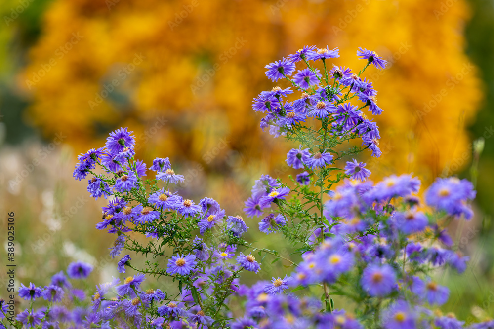 Purple Aster (Aster Dumosus) with an orange leaved fall tree in the ...
