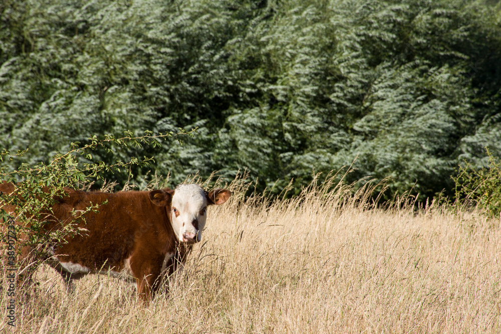 vaca parada en campo de pastos altos y amarillos con bosque detrás ...