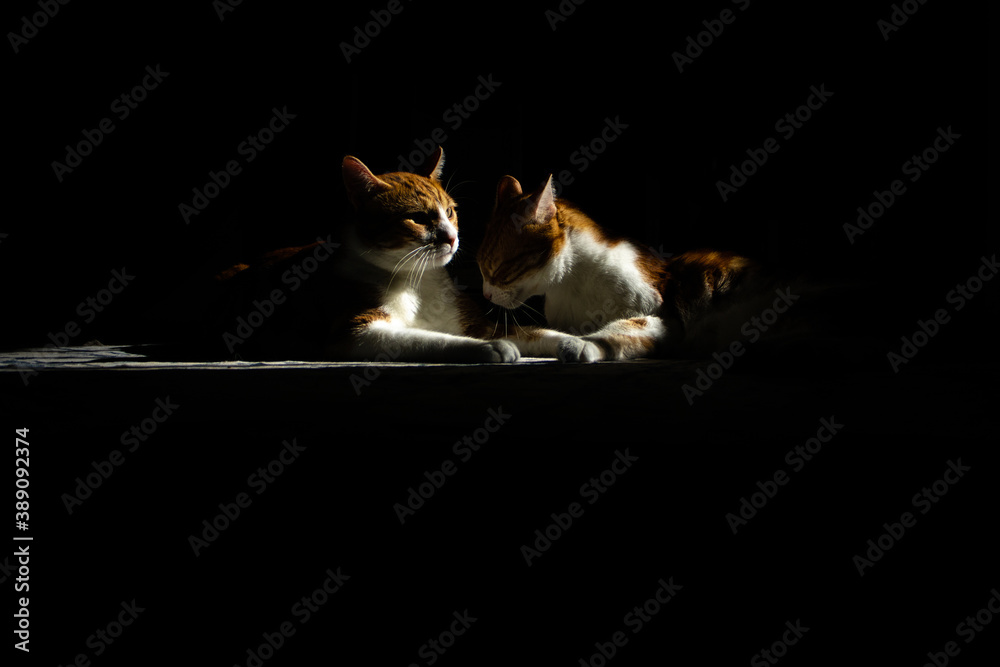 Cat Under a Ray of Light Stock Photo | Adobe Stock