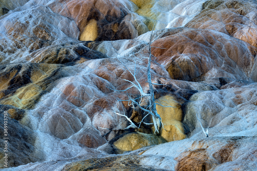 Cascade geyser dead tree colorful Yellowstone Mammoth. Yellowstone ...