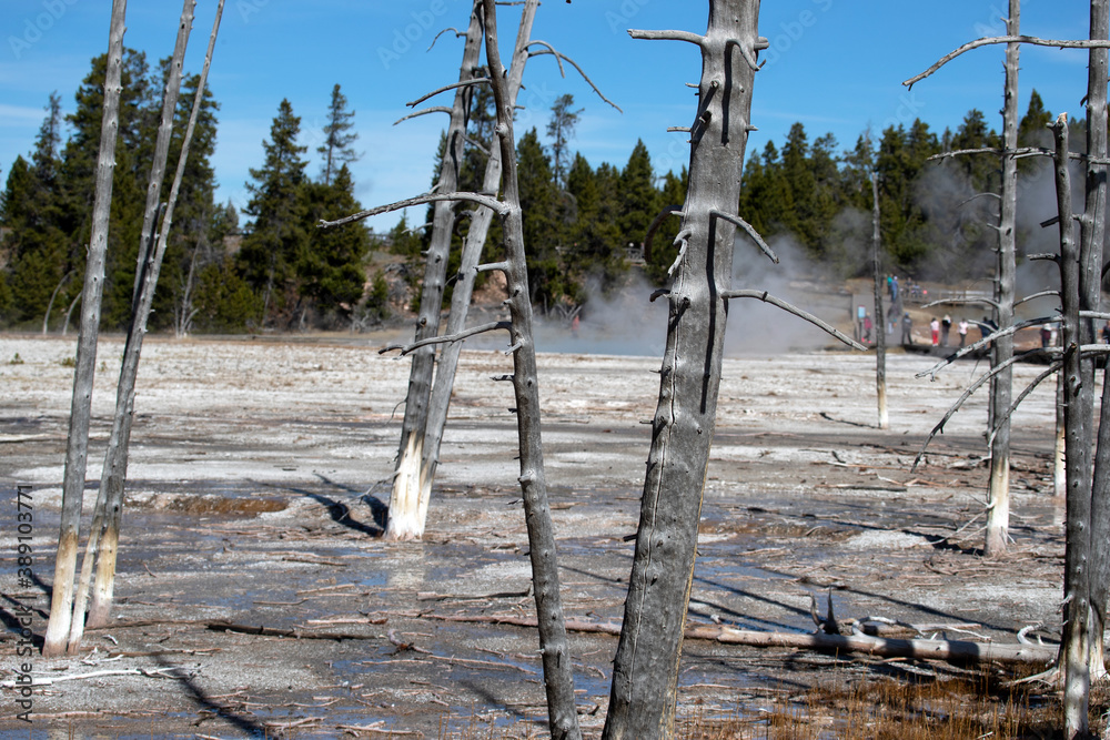 Dead trees Yellowstone geyser basin tourism. Geothermal geological ...