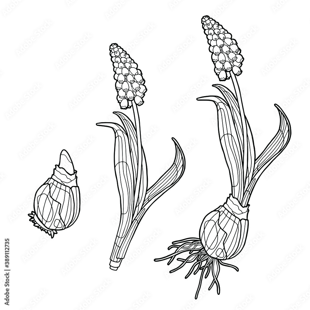 Vector illustration. Hand drawing botanical illustration. Growth stages ...