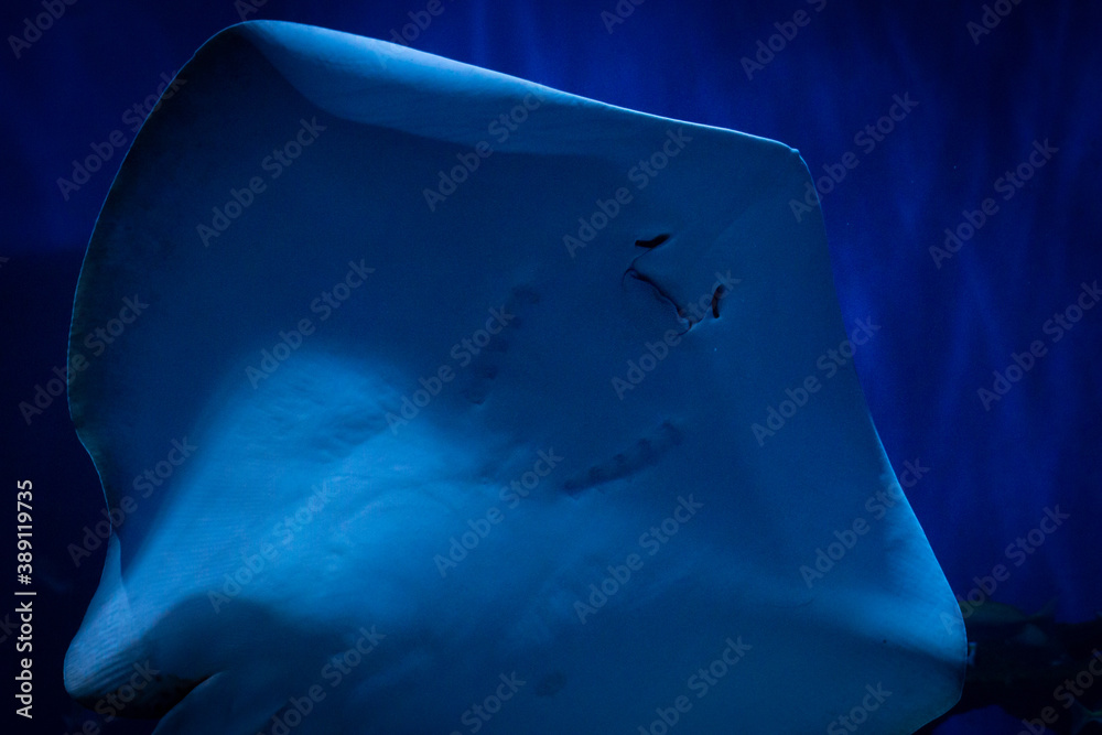 Sting Ray Sad Face on the Sea Blue Background Stock Photo | Adobe Stock