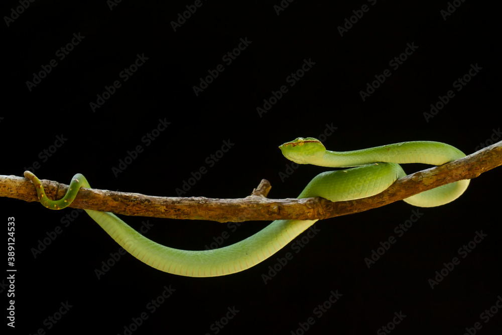 Tropidolaemus subannulatus aka Viper Borneo Snake on Wildlife Stock ...