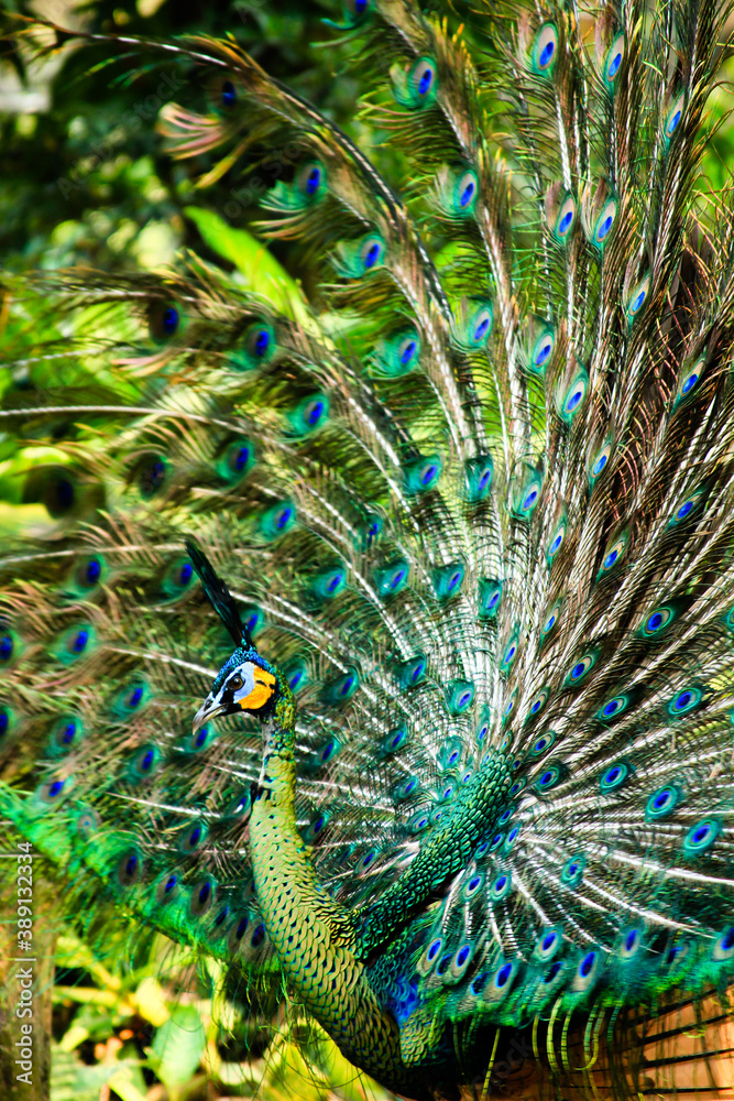 Merak/Peacocks, Peafowl is a common name for three species of birds in ...