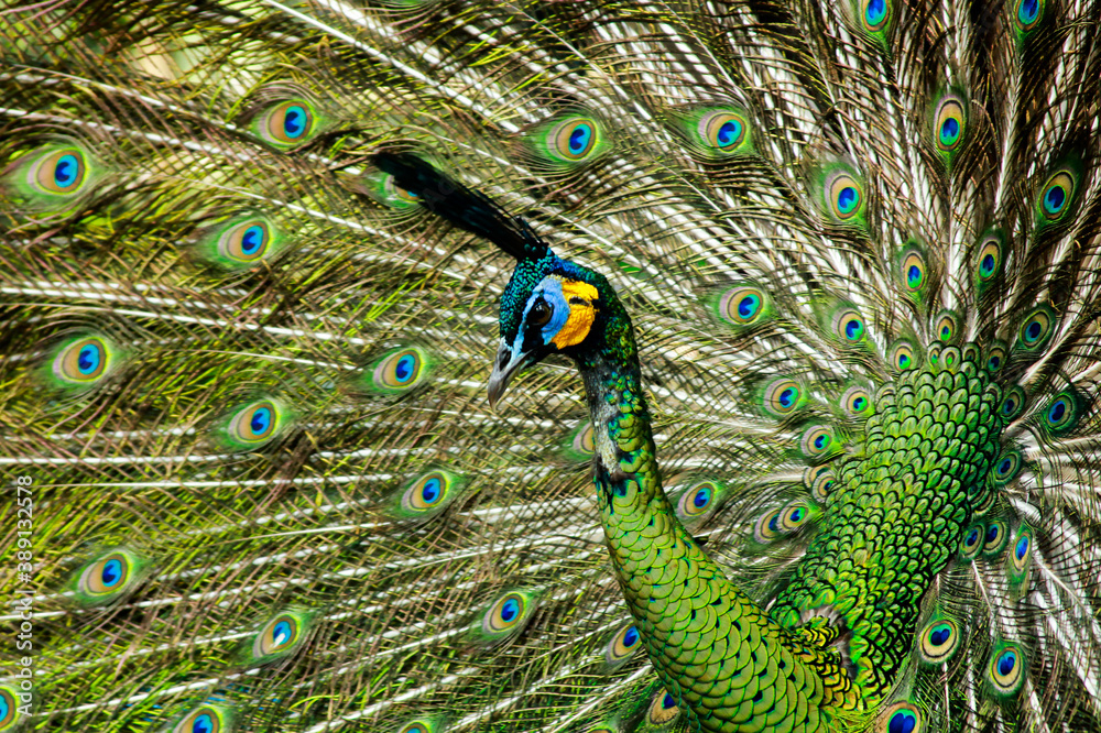 Merak/Peacocks, Peafowl is a common name for three species of birds in ...