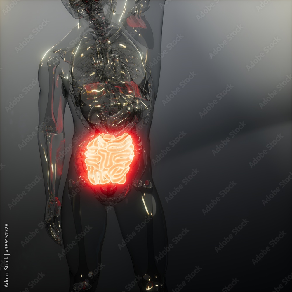 Human Small Intestine Radiology Exam Stock Illustration | Adobe Stock