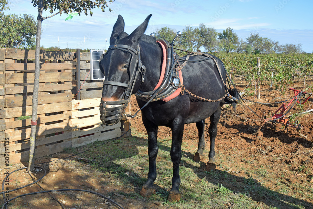 Animal : bardot attelé à une charrue pour labourer entre les rangs de ...