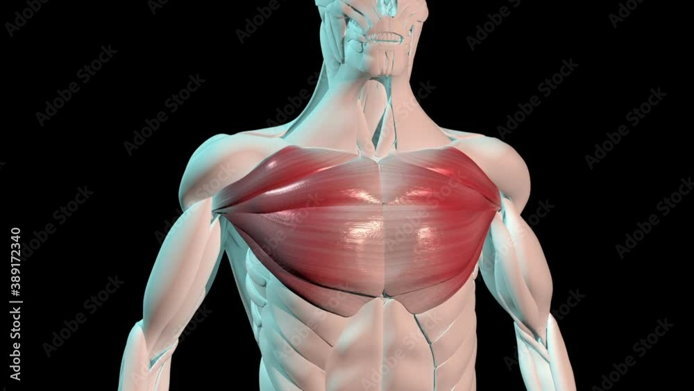 Pectoralis Major Muscles Anatomical Position on Human Body Stock Video ...