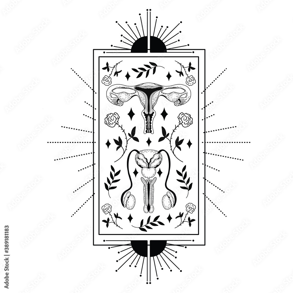 Vector realistic male and female reproductive systems. Eps 10 ...