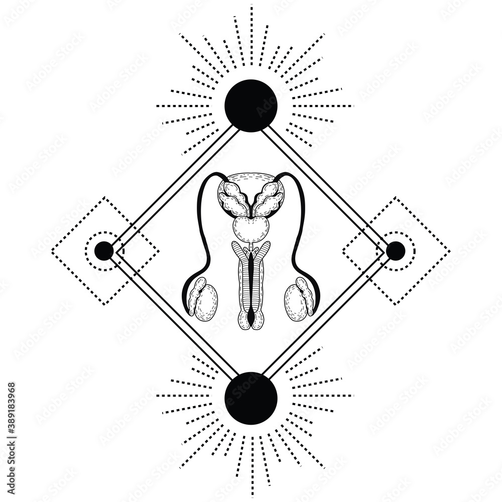 Vector realistic male reproductive system. Eps 10 illustration can be ...