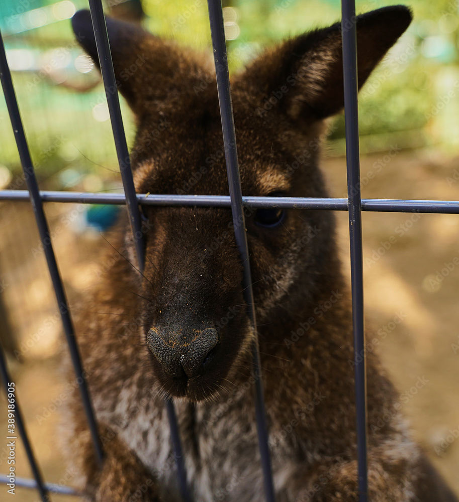 Sad kangaroo behind bars. Sad eyes of an animal in captivity, concept ...