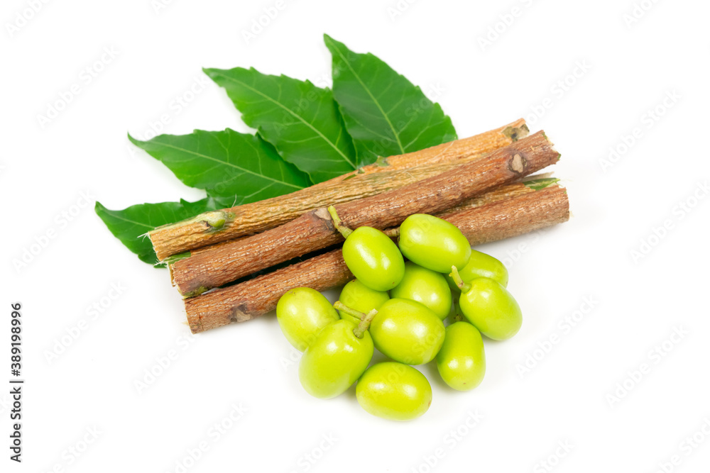 Neem fruit with neem sticks and neem leaf isolated on white background ...