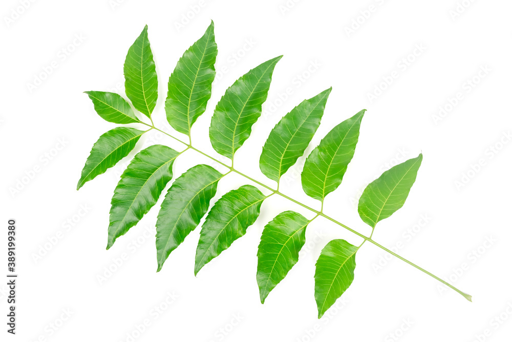 Medicinal neem leaf isolated on white background. Green leaf in South ...