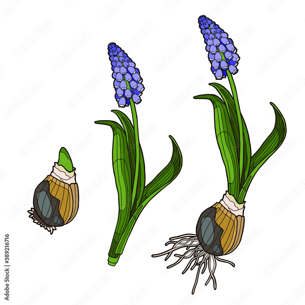 Vector illustration. Hand drawing botanical illustration. Growth stages ...