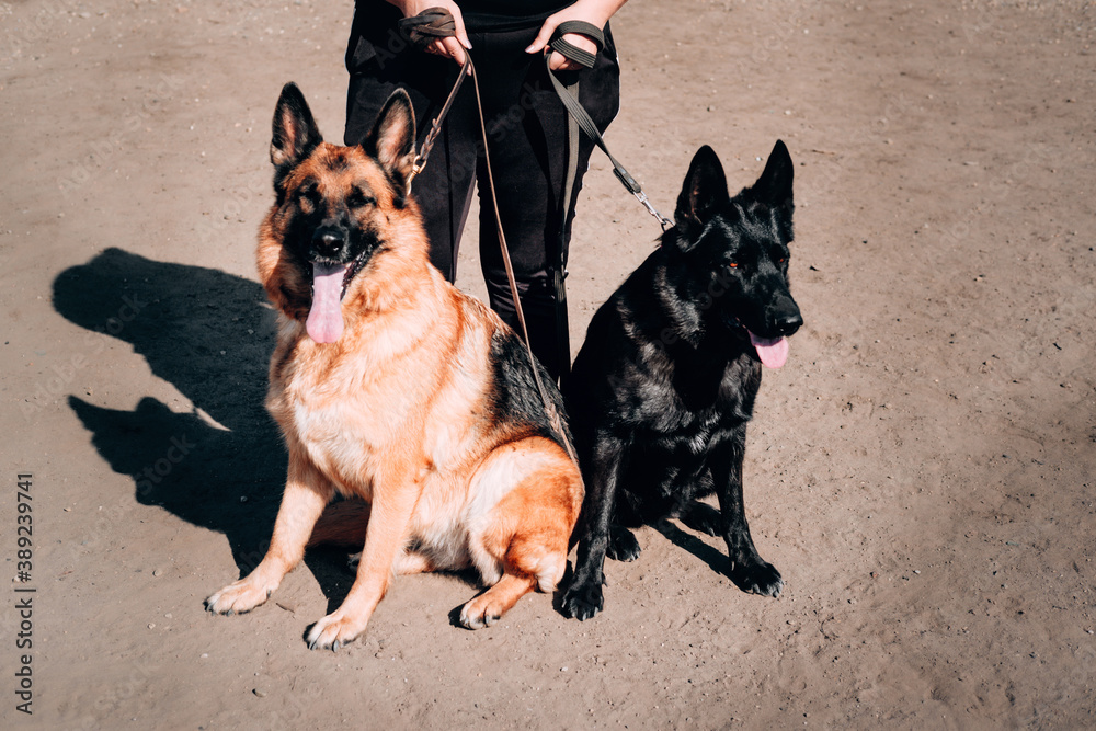 German shepherd kennel, high-quality breeding of thoroughbred working ...