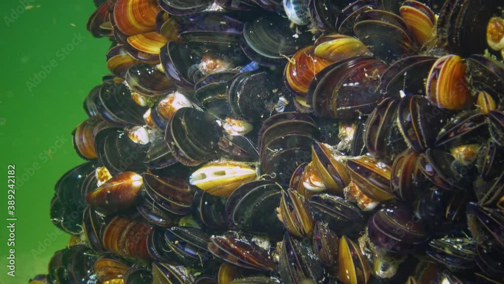 Close-up, clam shells on the seabed. Mediterranean mussel (Mytilus ...