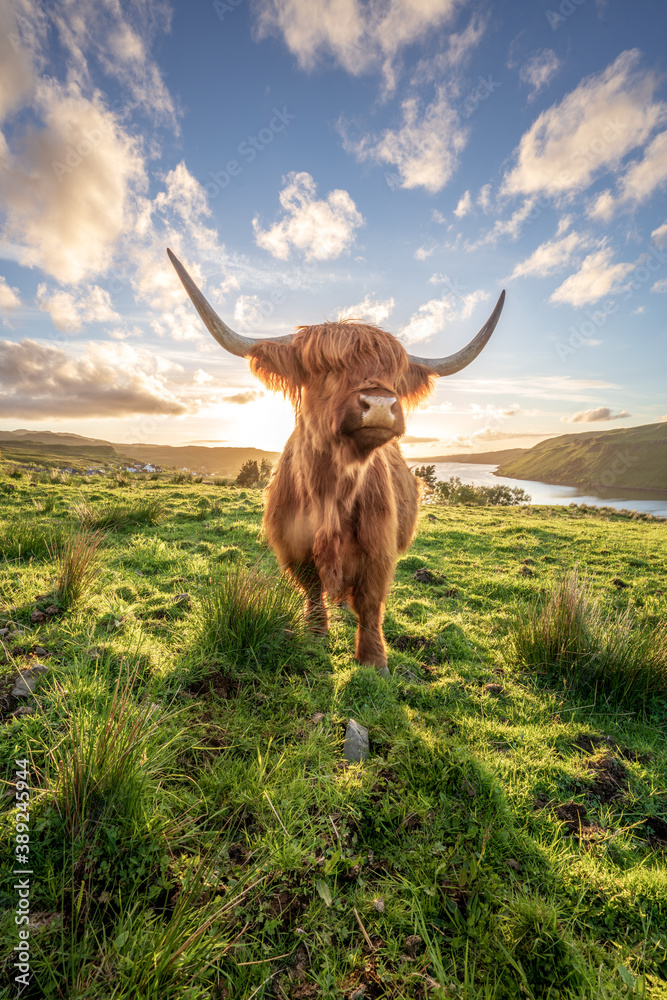 Highland cow backlit in sunset closeup with backdrop. Scotland. Stock ...