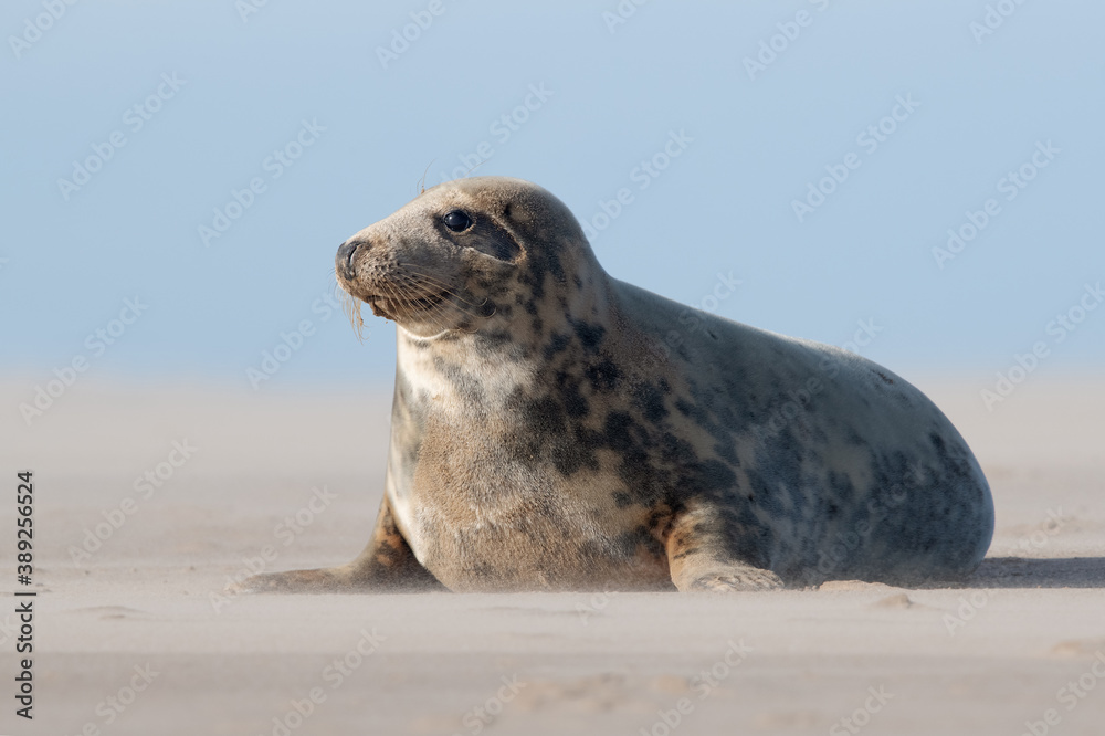 Female Atlantic Grey Seal (Halichoerus grypus) on the beach Stock Photo ...