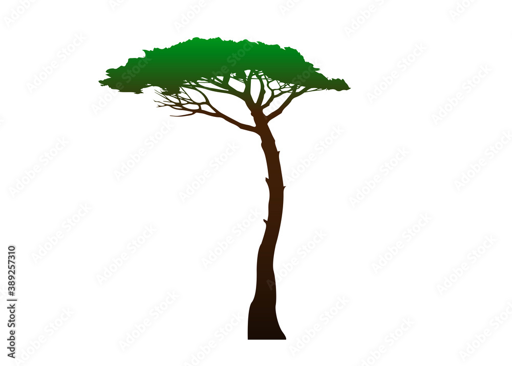 Maritime Pine tree, Pinus Pinaster mediterranean plant, colored vector ...