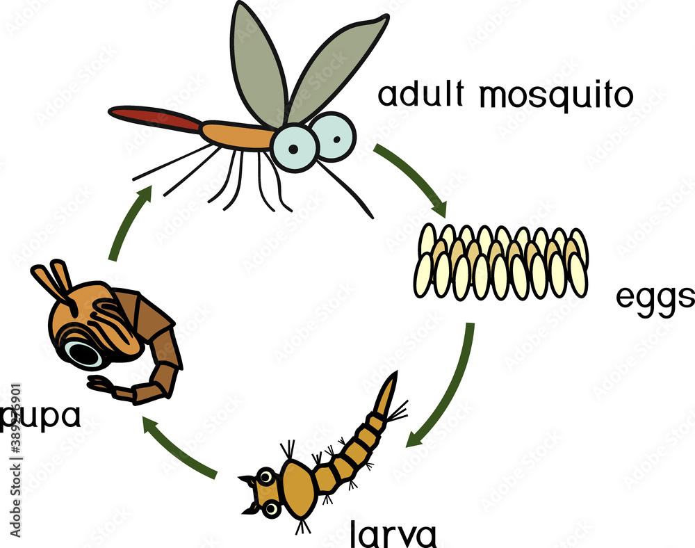 Mosquito life cycle. Sequence of stages of development of mosquito from ...