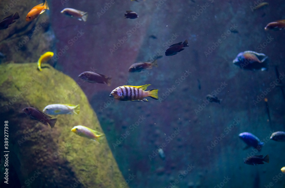 Kolorowe rybki pływające w akwarium w ogrodzie zoologicznym Stock Photo ...