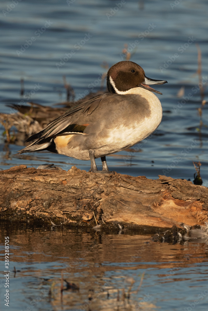 Northern Pintail Duck Male Quacking While Standing on a Log in the Pond ...