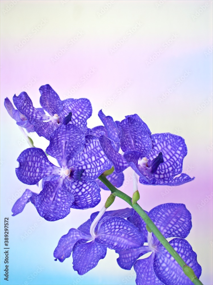 Closeup pueple orchid flower violet vanda plants and soft focus on ...