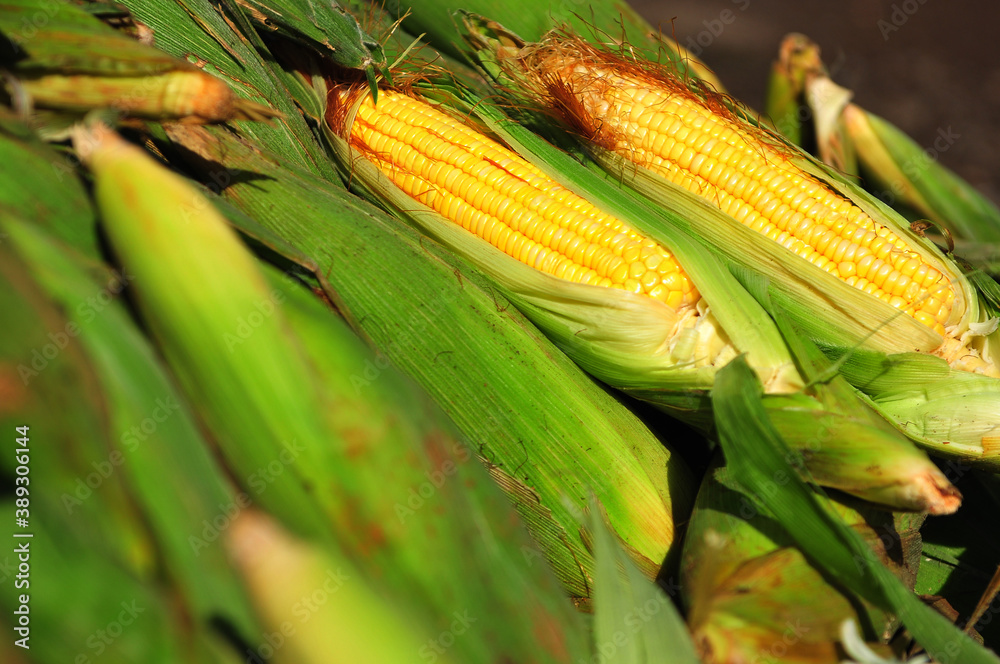 Fotka „Corn (Zea mays) is a well-known cereal grown in much of the ...