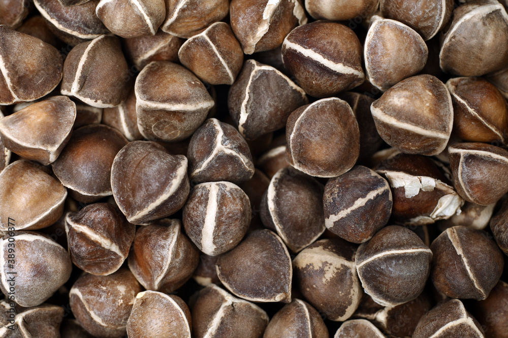 Organic Wingless Moringa (Moringa oleifera) seeds. Macro close up ...