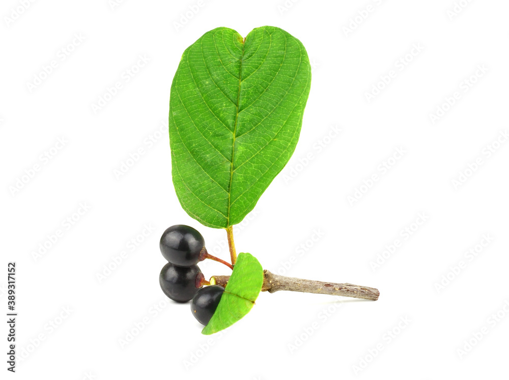 Frangula Medicinal Plant Fruit and Leaves. Also known as Alder, Glossy ...