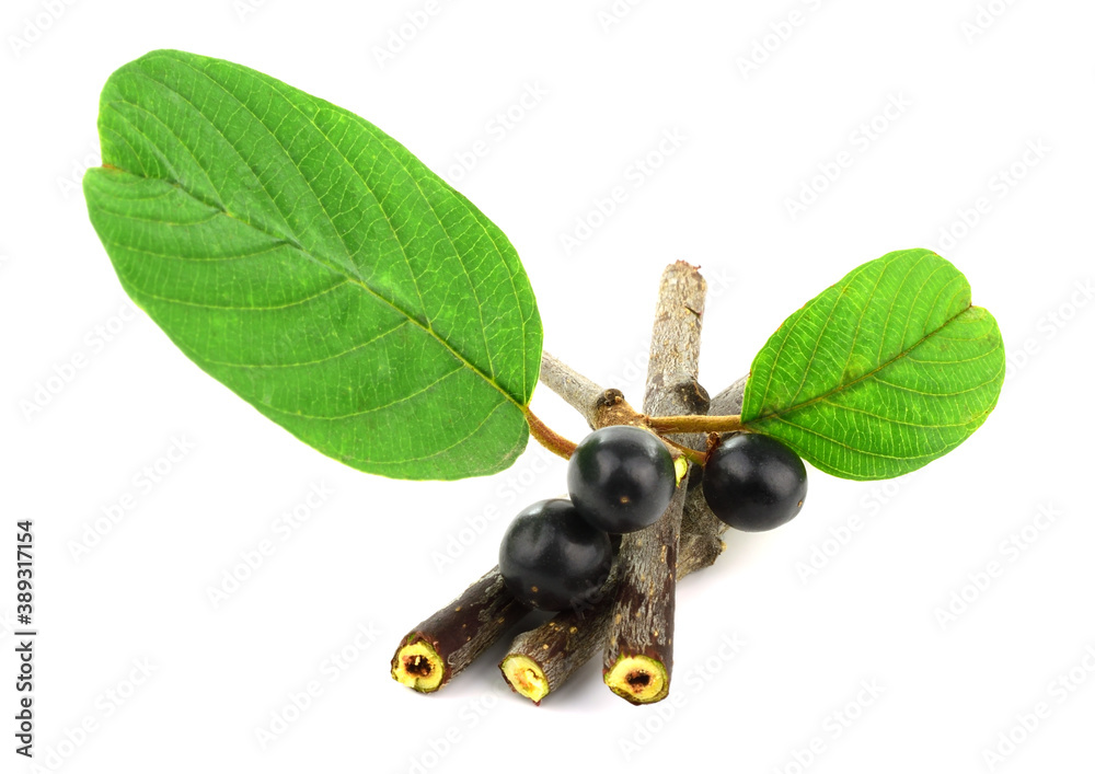 Closeup on Frangula Alnus (also Rhamnus frangula) Medicinal Plant ...