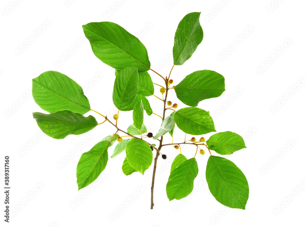 Frangula Alnus Medicinal Plant Fruit and Leaves on the Stem. Also known ...
