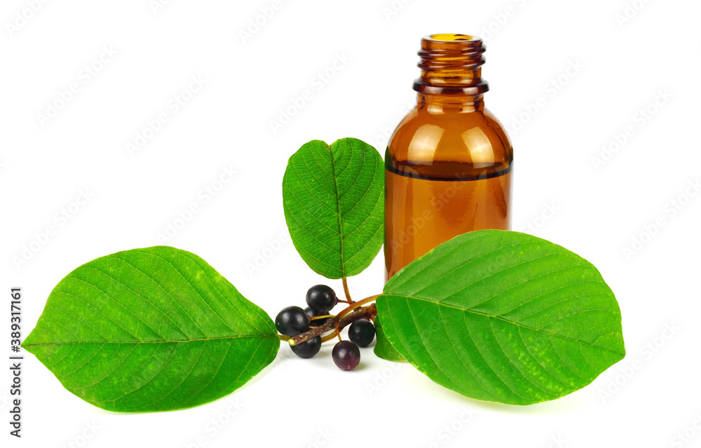 Buckthorn Tincture Extract (Frangula Alnus) with Fruit and Leaves. Also ...